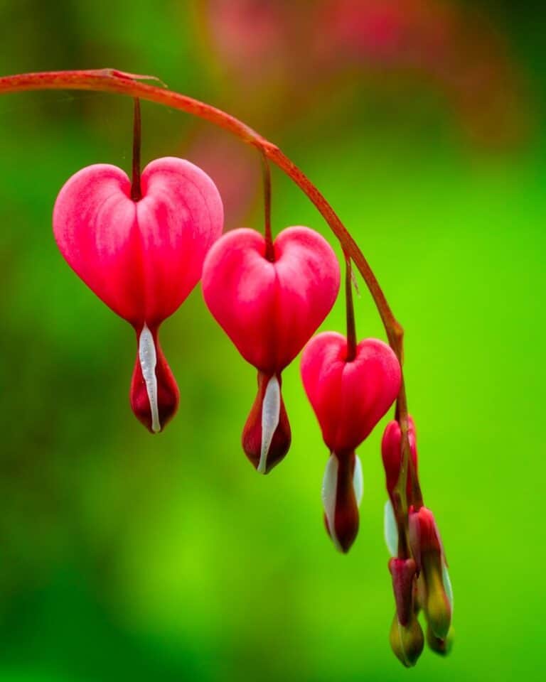 20 Best Colorful Flowering Plants for Under Trees