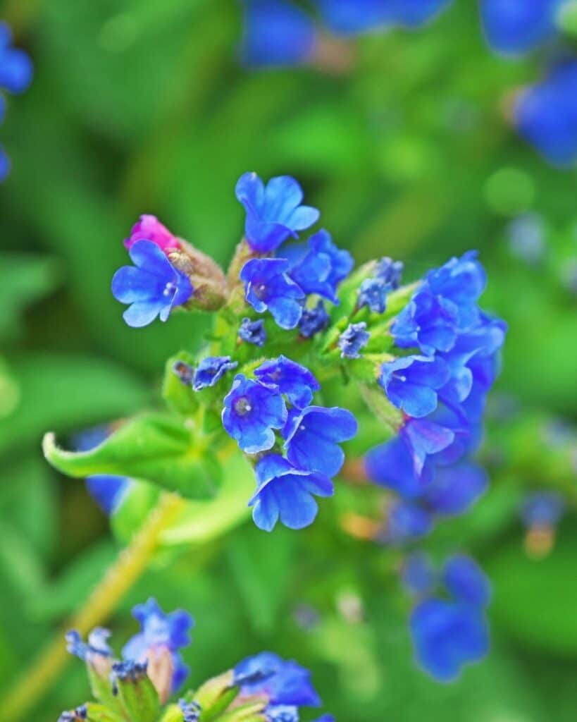 18 Ground Covers for Under Pine Trees That Will Flourish in the Shade