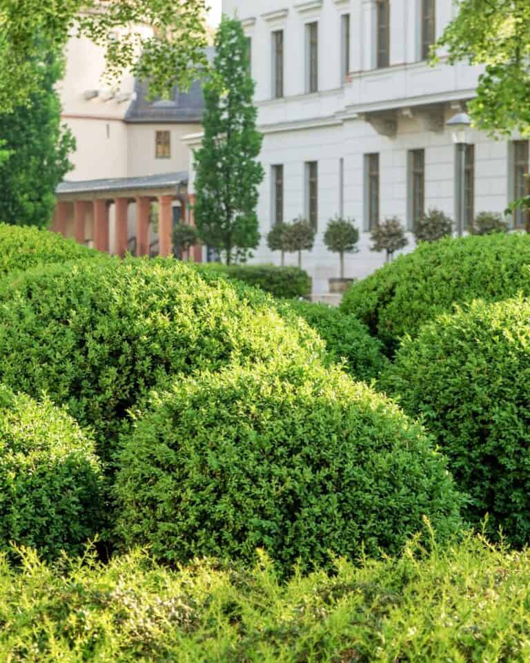 16 Best Privacy Trees to Create a Secluded Oasis Around Your Pool