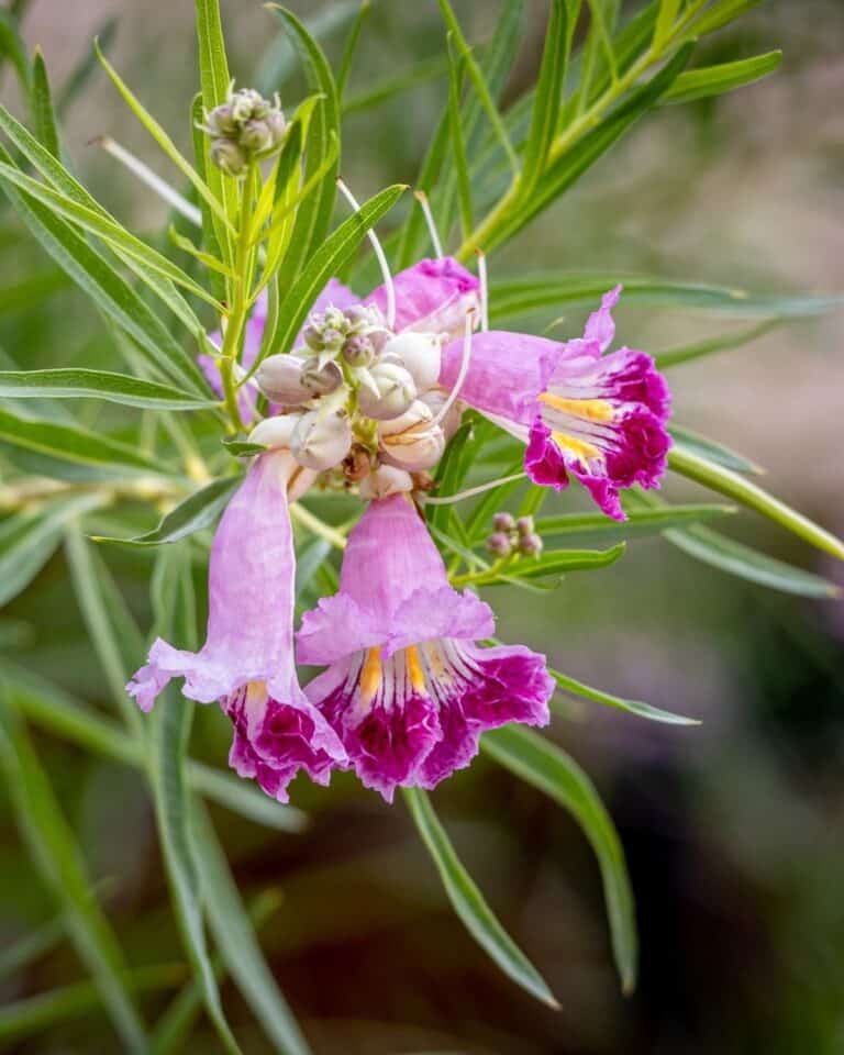 34 Long-Blooming Trees & Shrubs for Endless Color in Your Garden