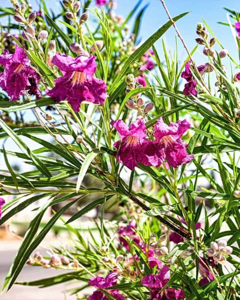 34 Long-Blooming Trees & Shrubs for Endless Color in Your Garden