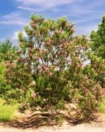 34 Long-Blooming Trees & Shrubs for Endless Color in Your Garden