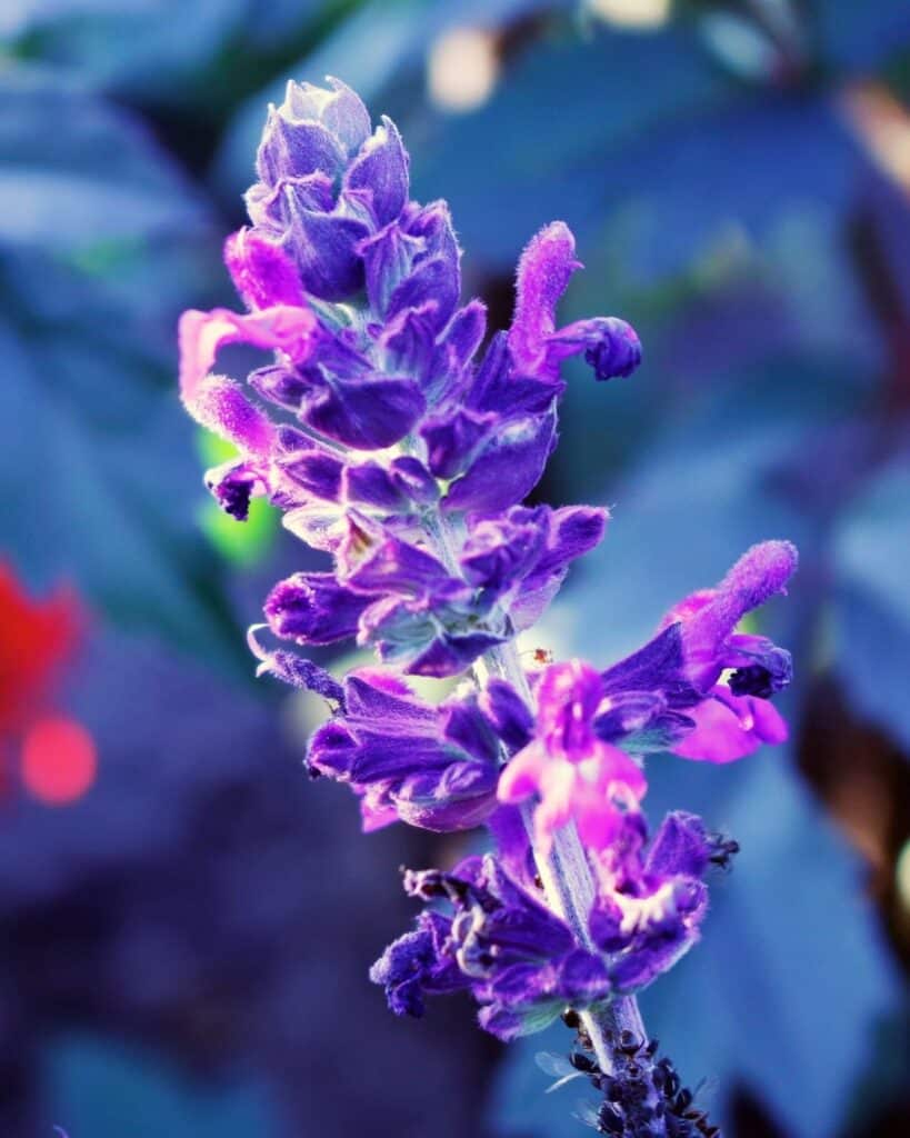 What To Plant Under Cedar Trees? - 15 Plants For Cedar Tree Landscaping