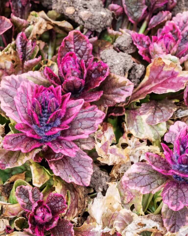 What To Plant Under Cedar Trees? - 15 Plants For Cedar Tree Landscaping