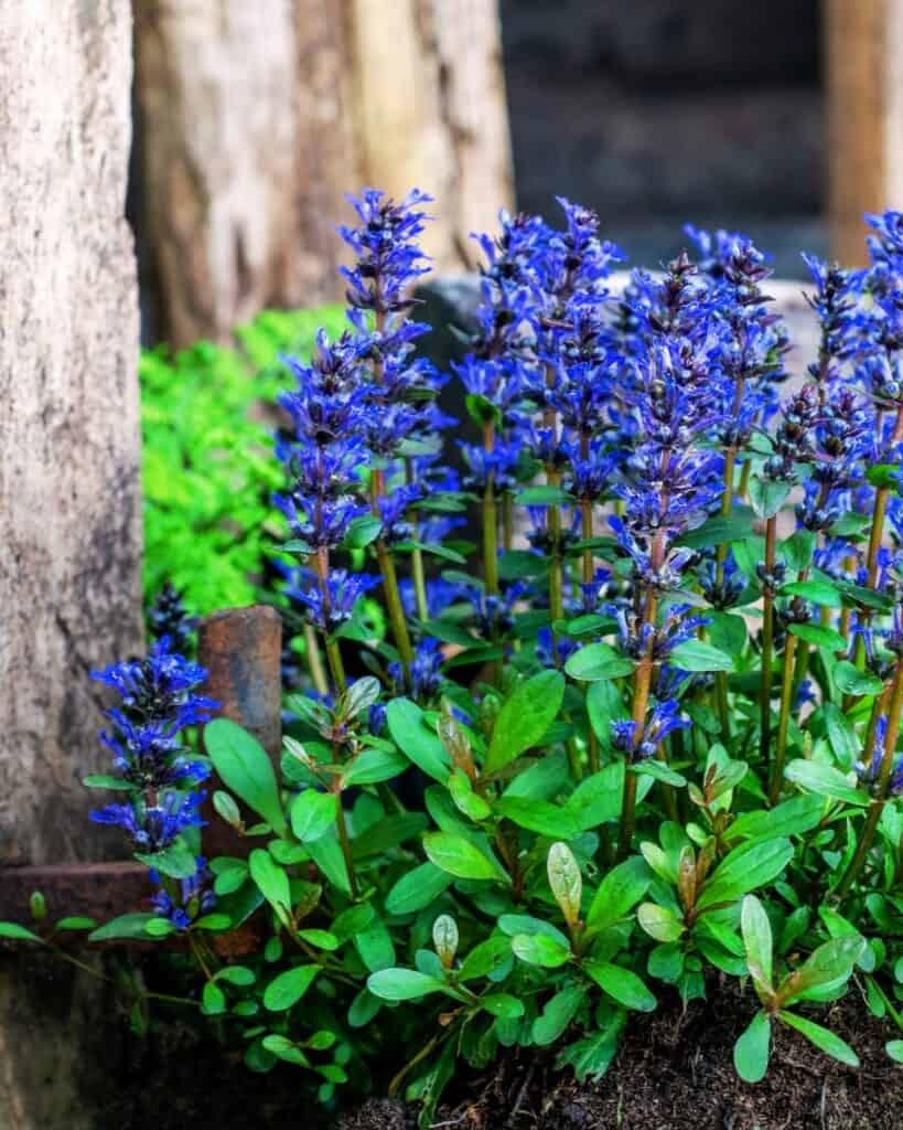 21 Best Evergreen Plants for Under Trees To Create A Lush Oasis