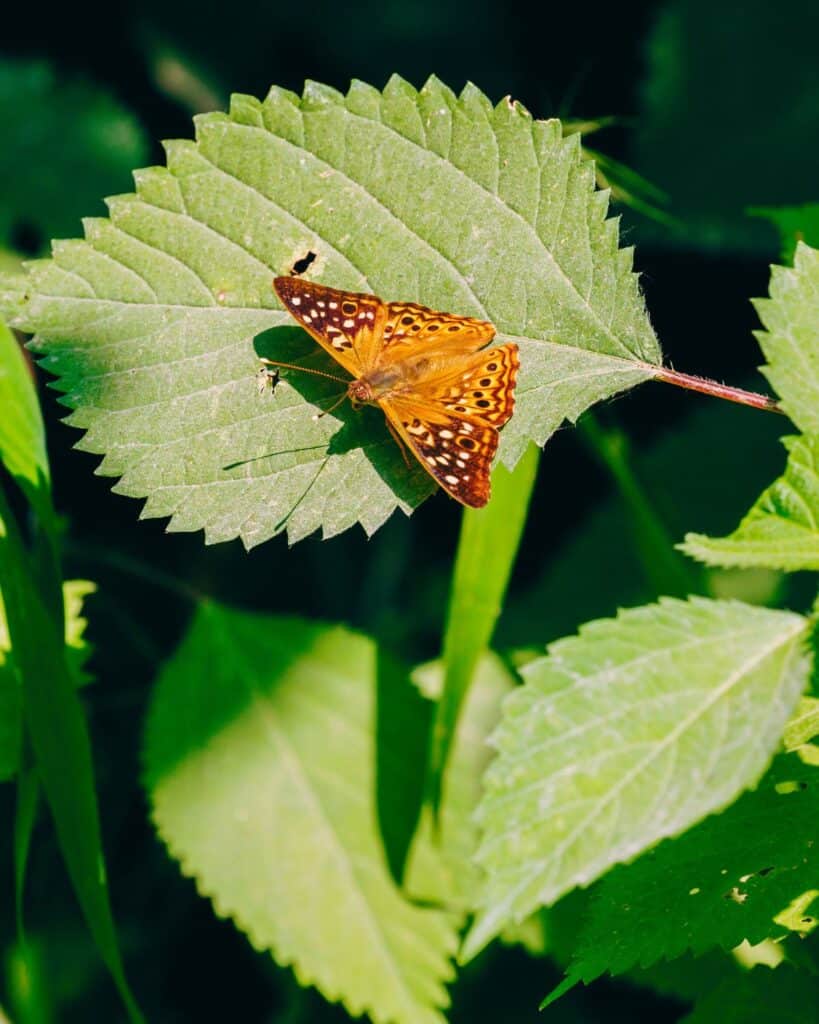 12 Enchanting Trees That Attract & Nourish Butterflies in Your Garden