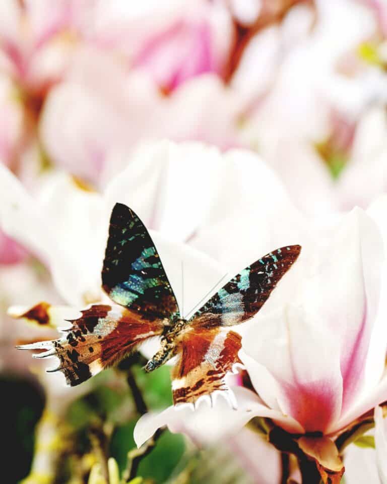 12 Enchanting Trees That Attract & Nourish Butterflies in Your Garden