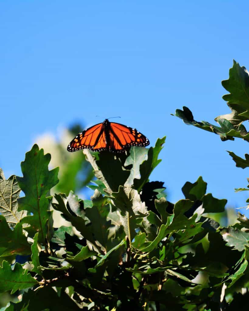 12 Enchanting Trees That Attract & Nourish Butterflies in Your Garden