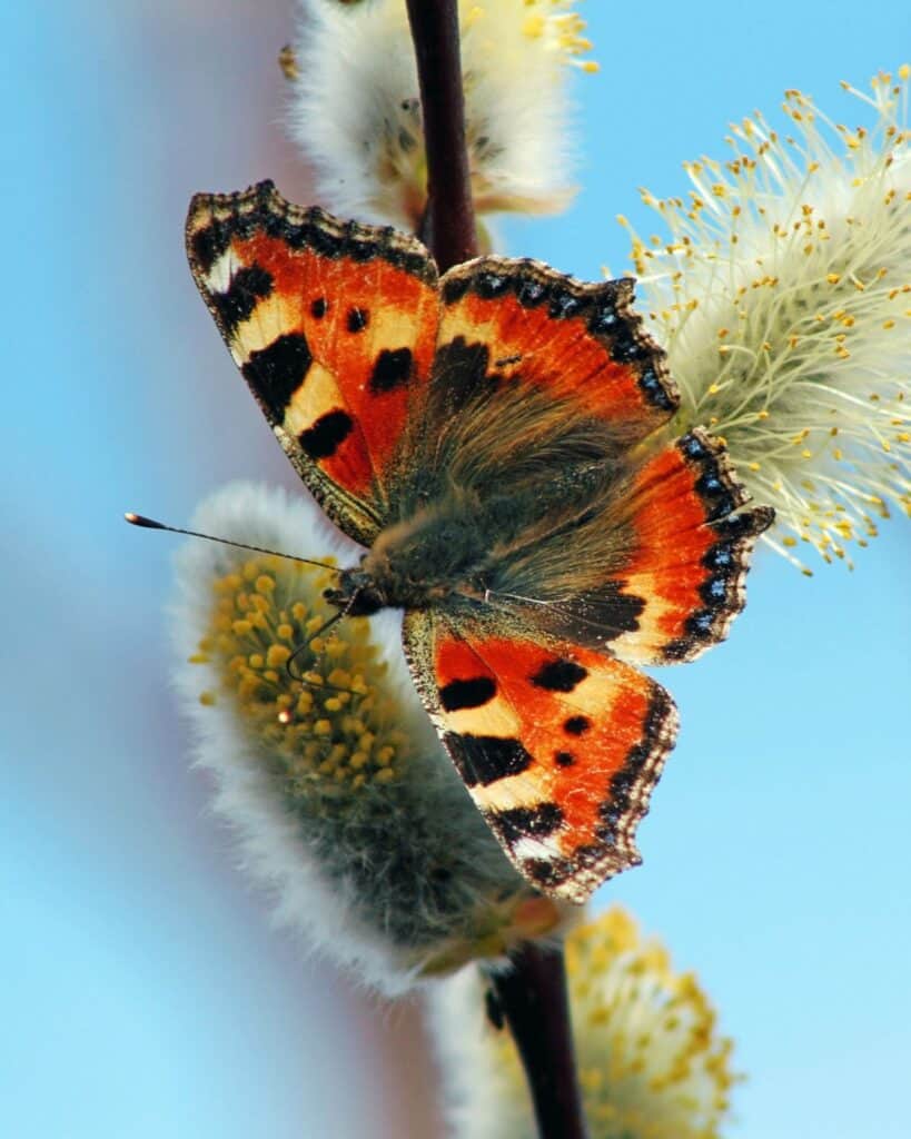 12 Enchanting Trees That Attract & Nourish Butterflies in Your Garden