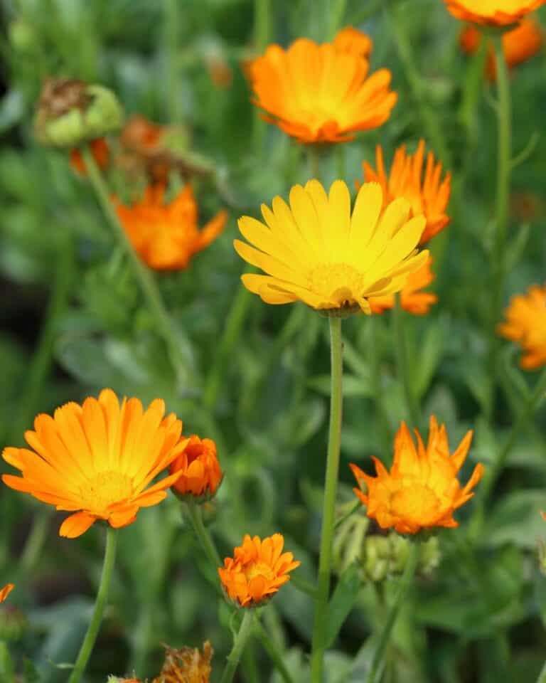 25 Best Companion Plants for Under Citrus Trees