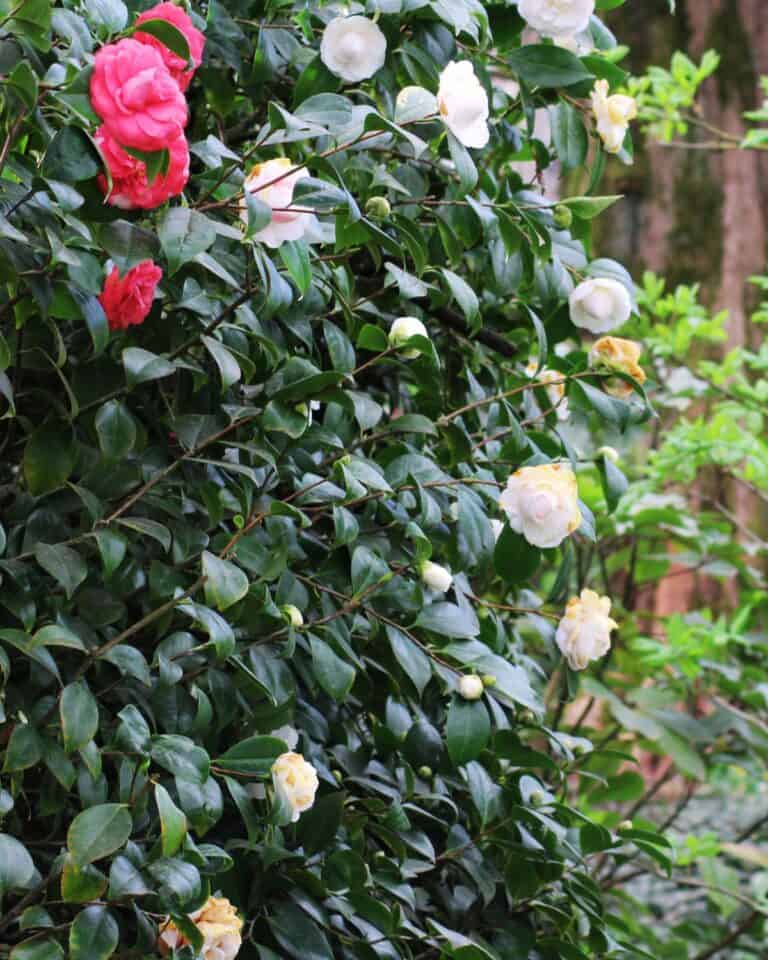 10 Stunning Shrubs & Trees That Flower In Winter