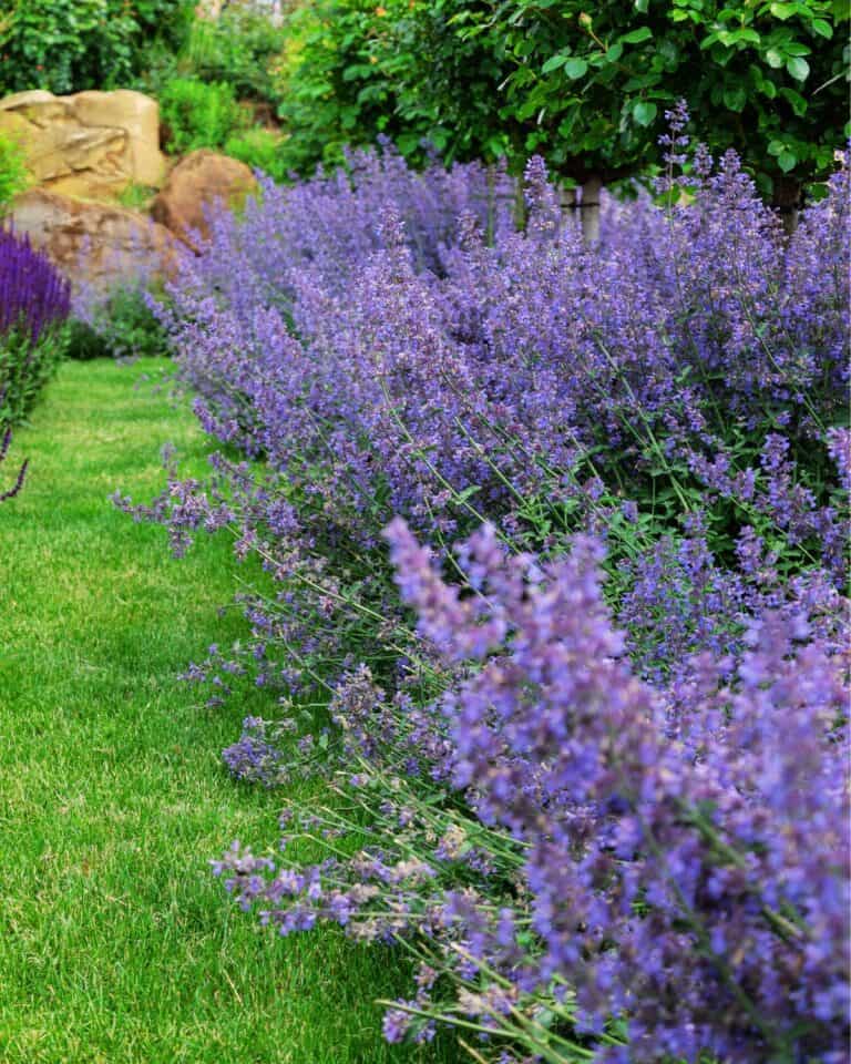 What To Plant Under Cedar Trees? - 15 Plants For Cedar Tree Landscaping