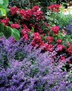 What To Plant Under Cedar Trees? - 15 Plants For Cedar Tree Landscaping