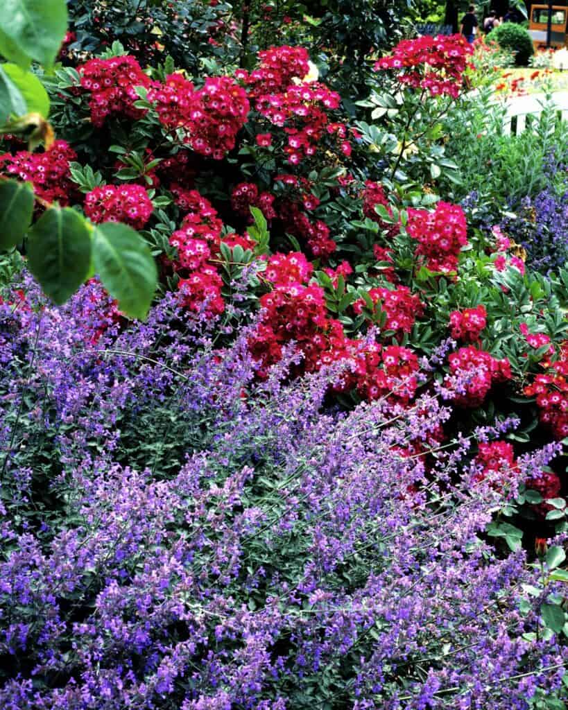 What To Plant Under Cedar Trees? - 15 Plants For Cedar Tree Landscaping