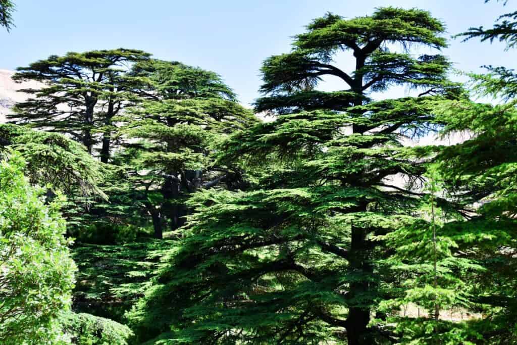 The Cedars of God, Lebanon’s Majestic Link to Empires and Gods