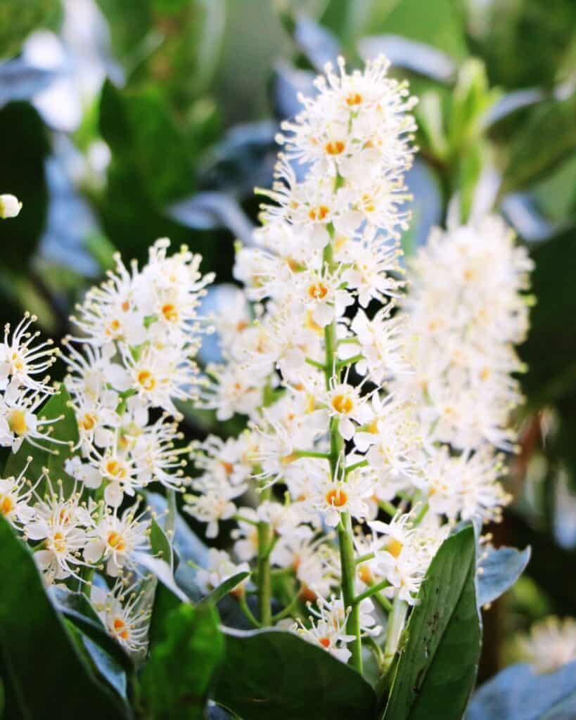 9 Best Privacy Hedges for Zone 6 to Turn Your Garden into a Hidden Oasis