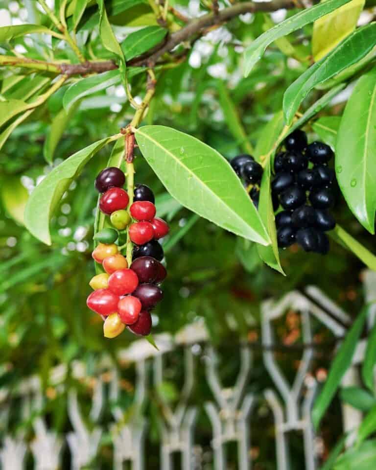 34 Fast Growing Privacy Shrubs for a Lush, Private Garden