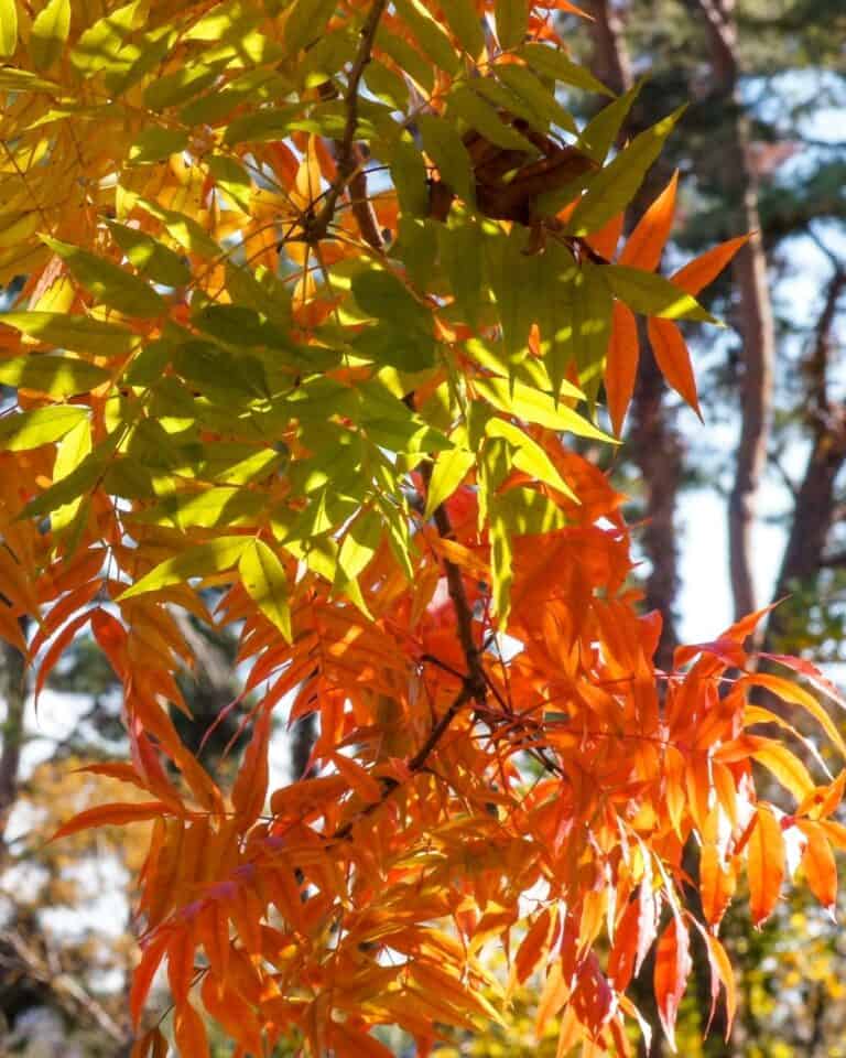 34 Fast Growing Shade Trees That Will Create A Shady Oasis In Record Time