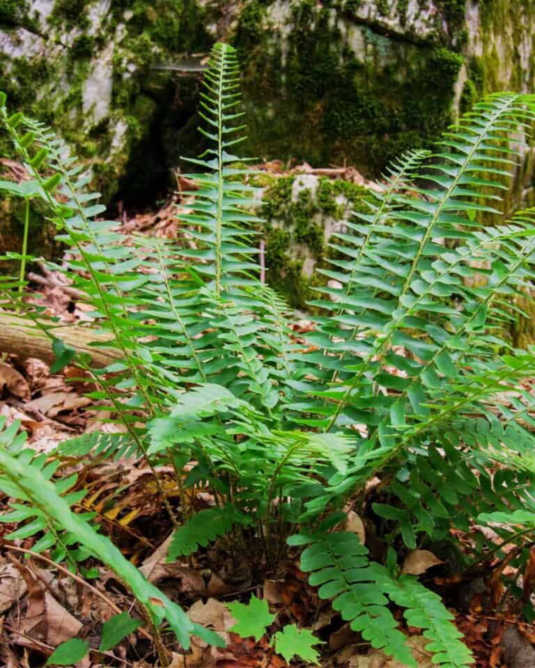 What To Plant Under Magnolia Trees? - 16 Plant Ideas for Landscaping ...