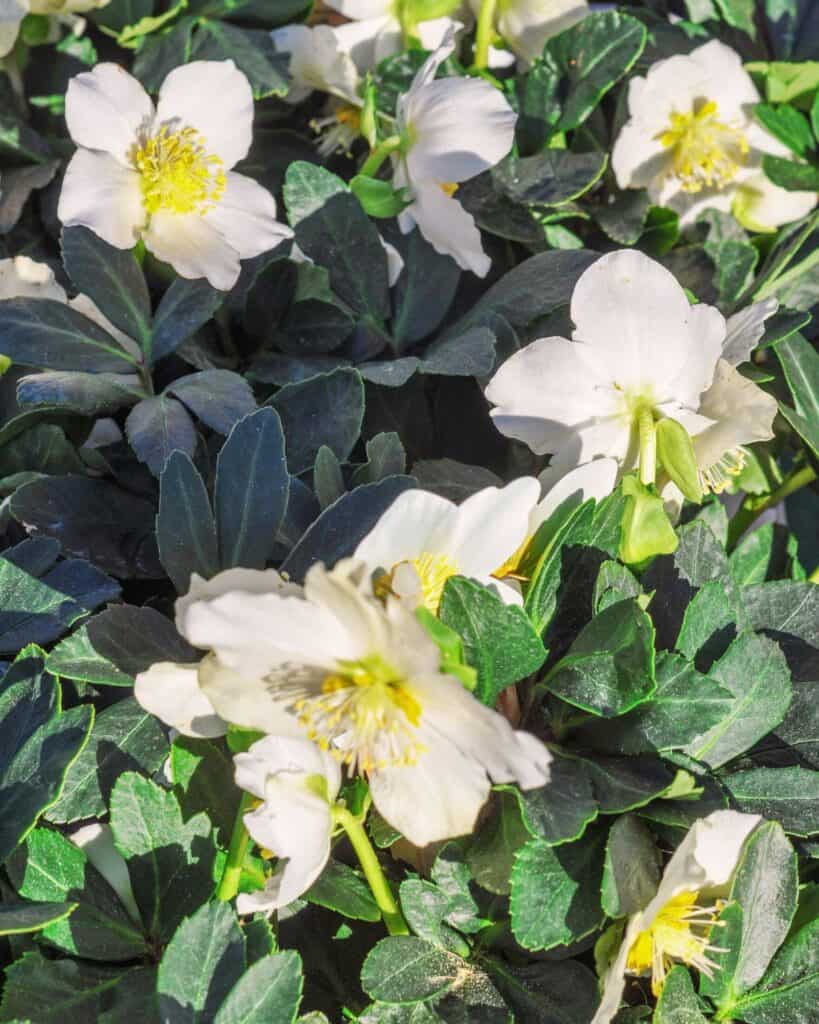 21 Best Evergreen Plants for Under Trees To Create A Lush Oasis