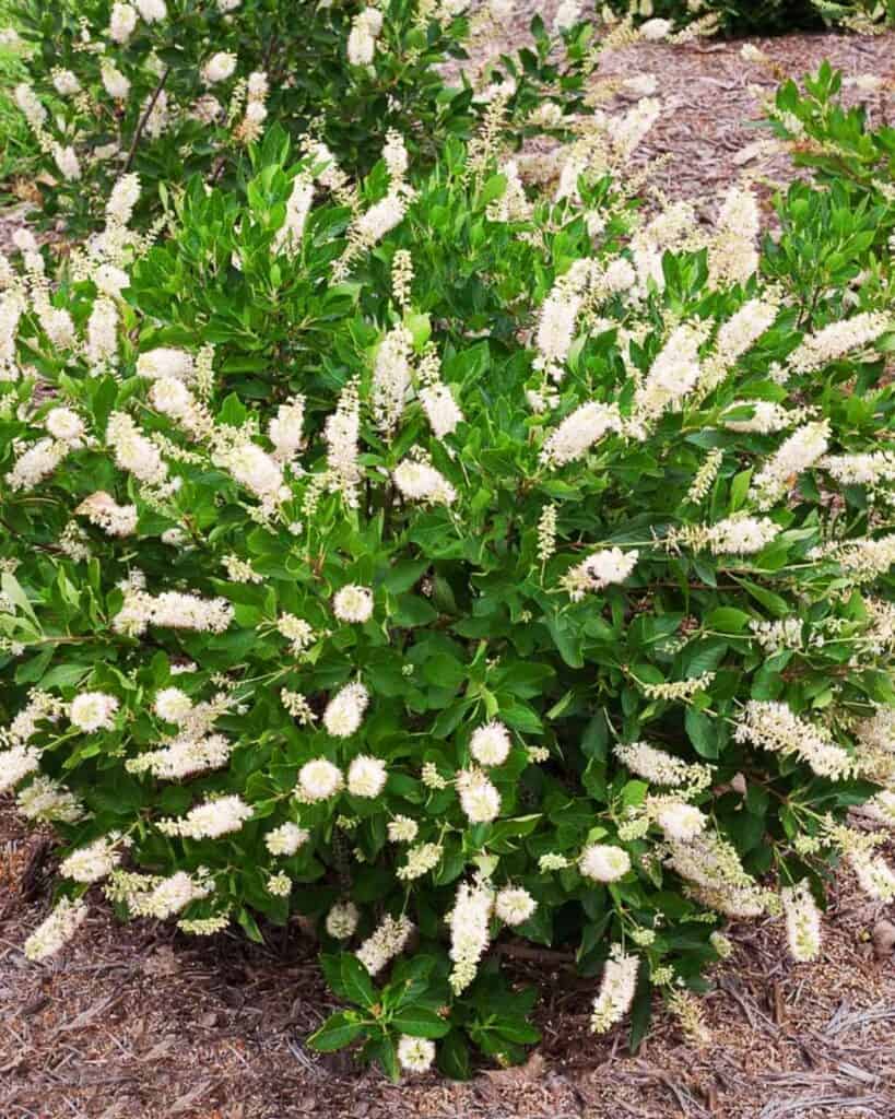 14 Gorgeous Shrubs That Thrive Under Trees