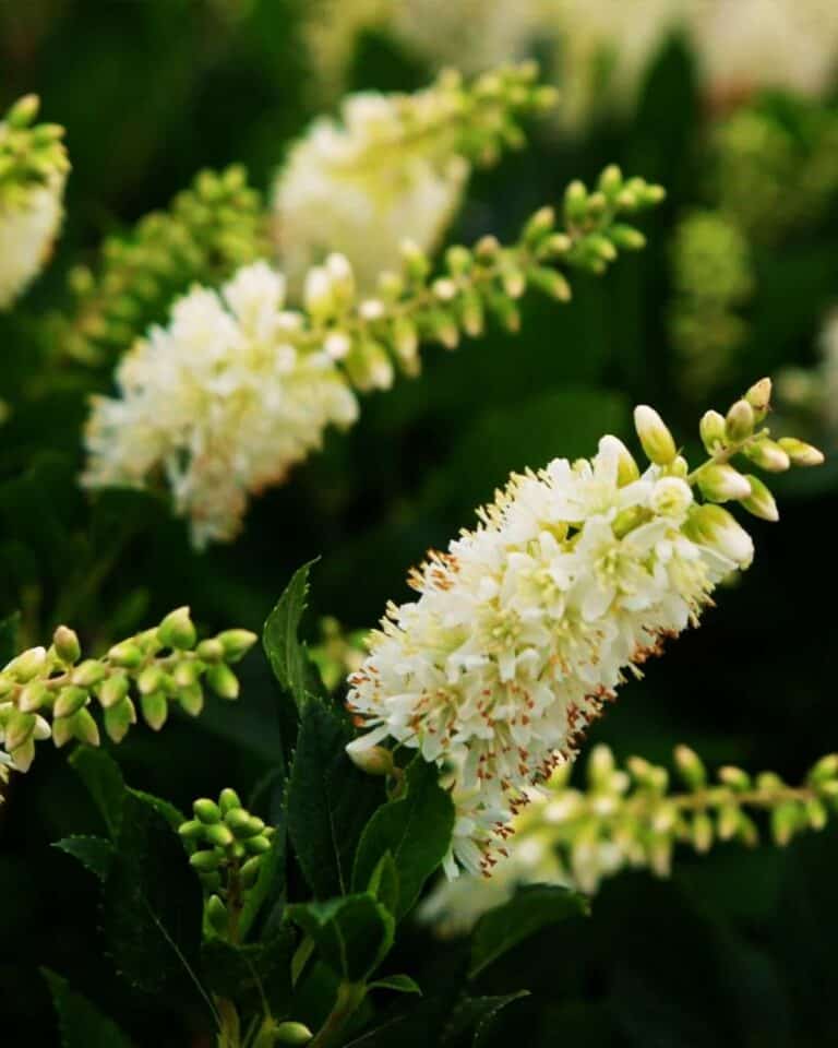 14 Gorgeous Shrubs That Thrive Under Trees