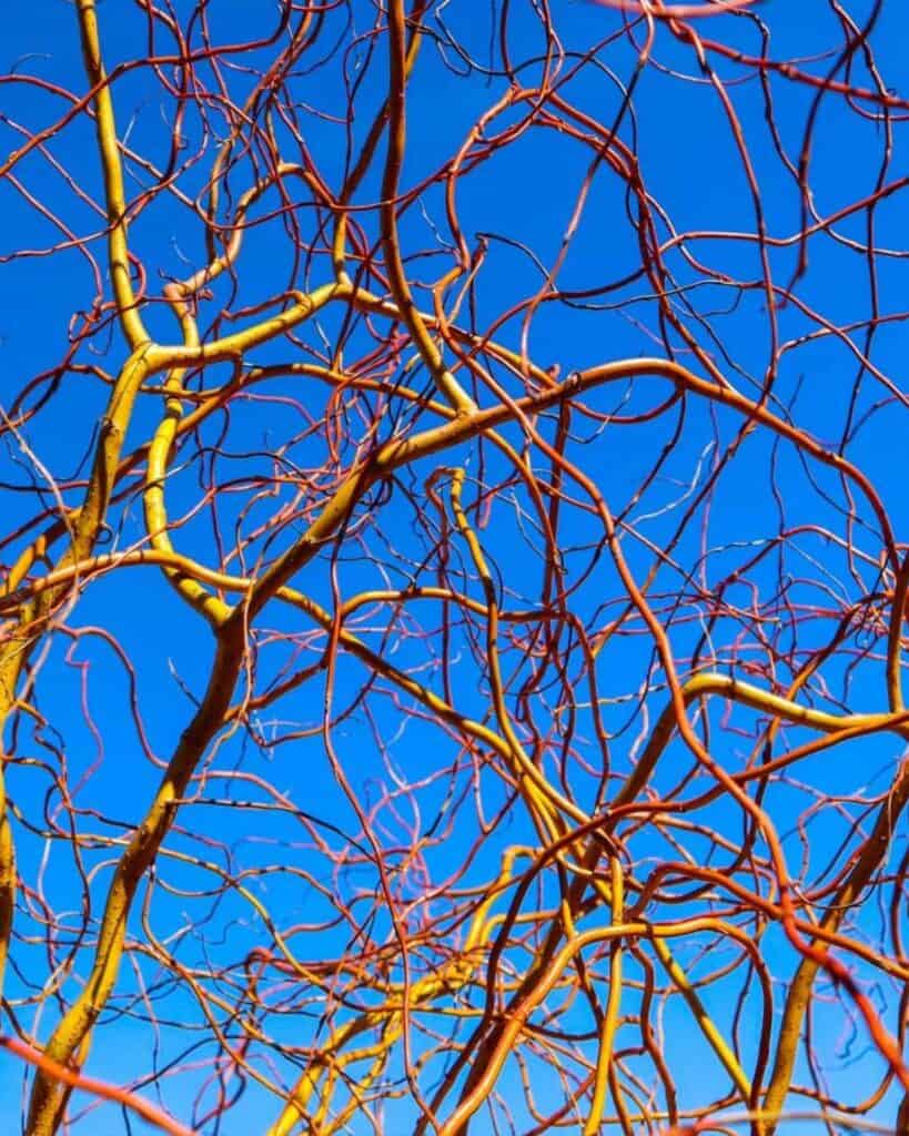 20 Small Fast Growing Trees That Make a Big Impact