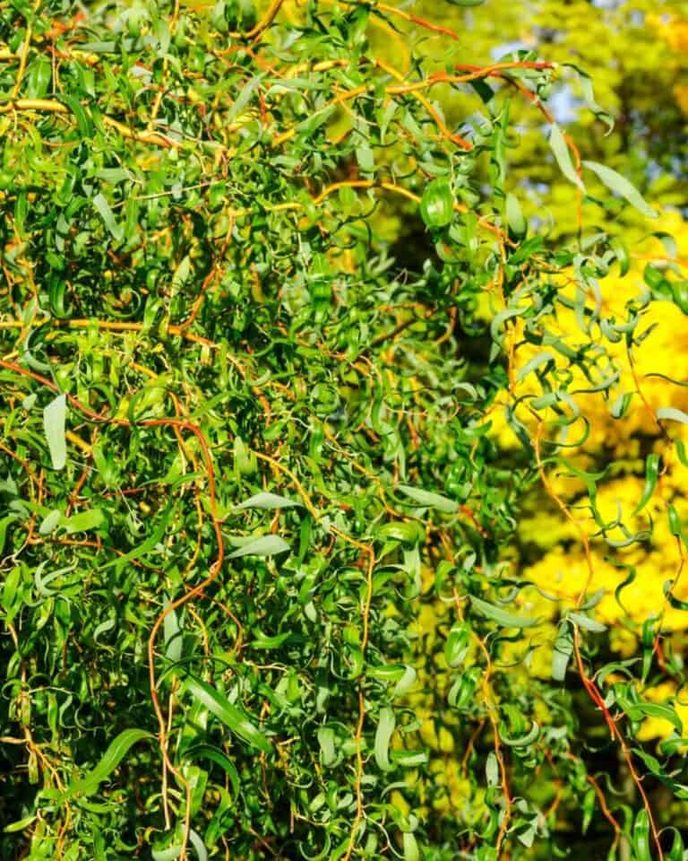 20 Small Fast Growing Trees That Make a Big Impact