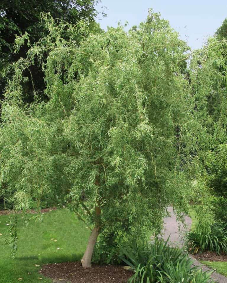 20 Small Fast Growing Trees That Make a Big Impact