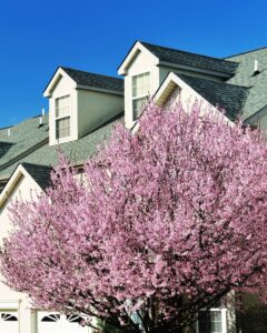33 Small Trees & Shrubs For The Front Of Your House (Make A Lasting ...