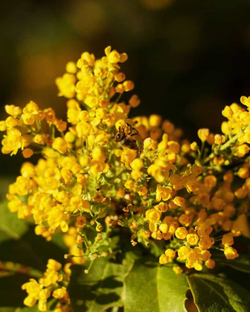 18 Ground Covers for Under Pine Trees That Will Flourish in the Shade