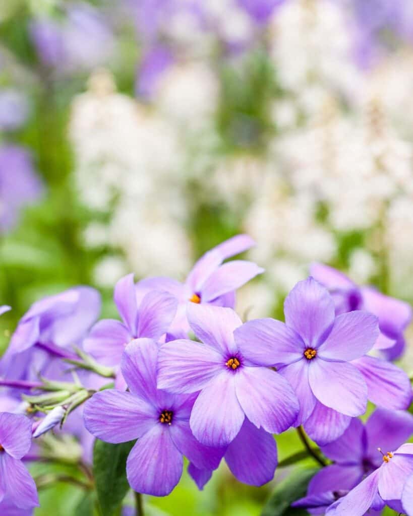 41 Best Plants for Under Maple Trees (Proven To Thrive)