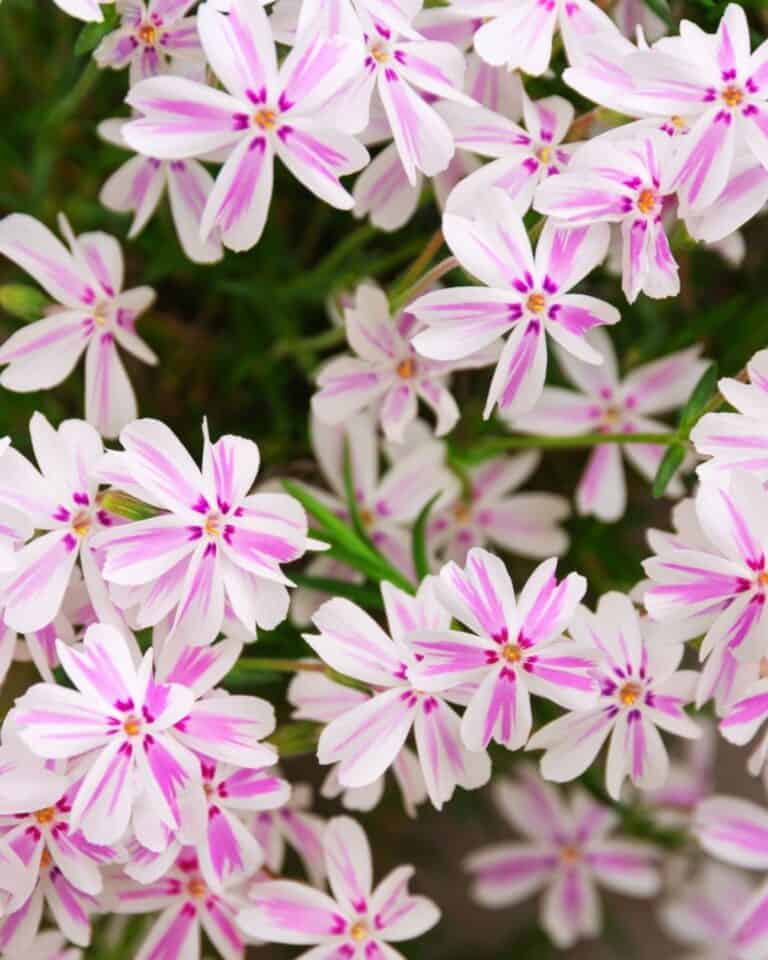 41 Best Plants for Under Maple Trees (Proven To Thrive)