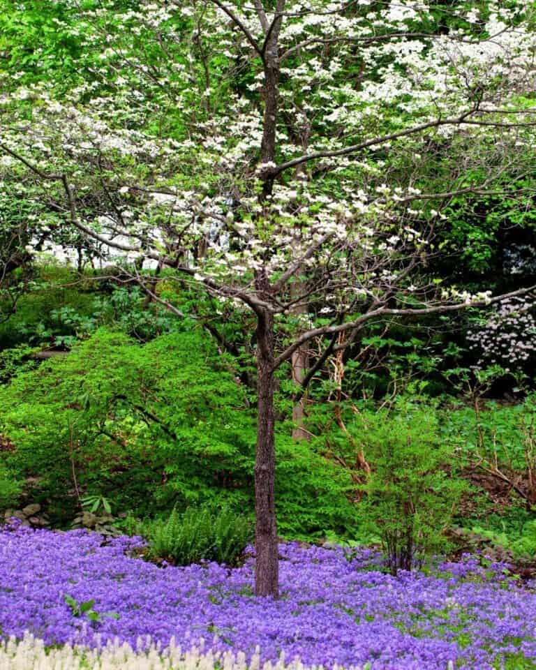 41 Best Plants for Under Maple Trees (Proven To Thrive)