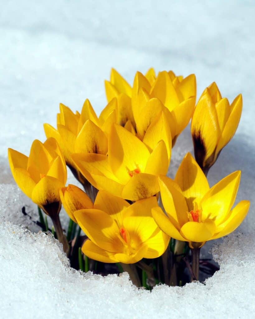 41 Best Plants for Under Maple Trees (Proven To Thrive)