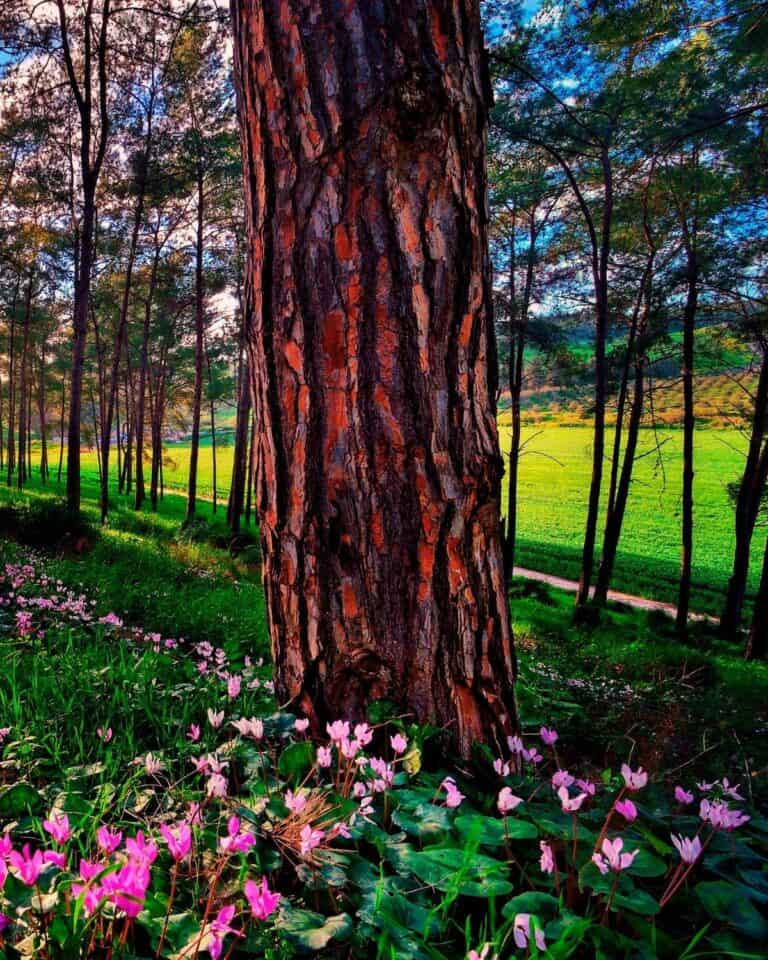 20 Best Colorful Flowering Plants for Under Trees