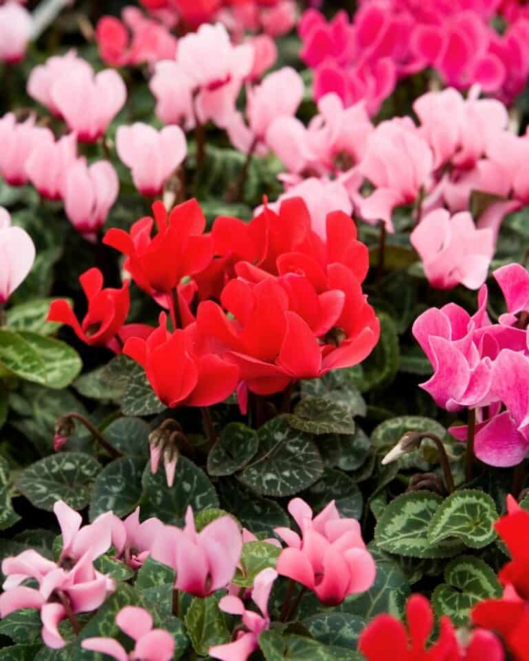 20 Best Colorful Flowering Plants for Under Trees