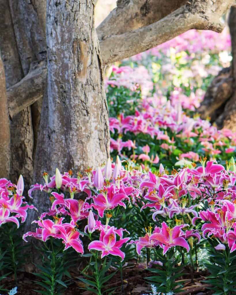 41 Best Plants for Under Maple Trees (Proven To Thrive)