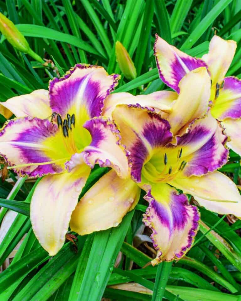 41 Best Plants for Under Maple Trees (Proven To Thrive)