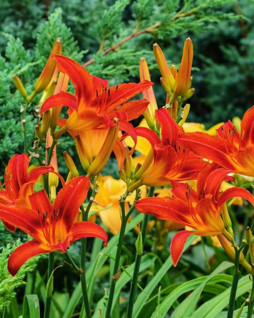 Discover the Top 18 Plants Perfect for That Sunny Spot Under Your Tree