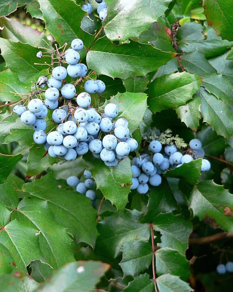 25 Companion Plants For Under Pine Trees (Backyard Landscaping Ideas)