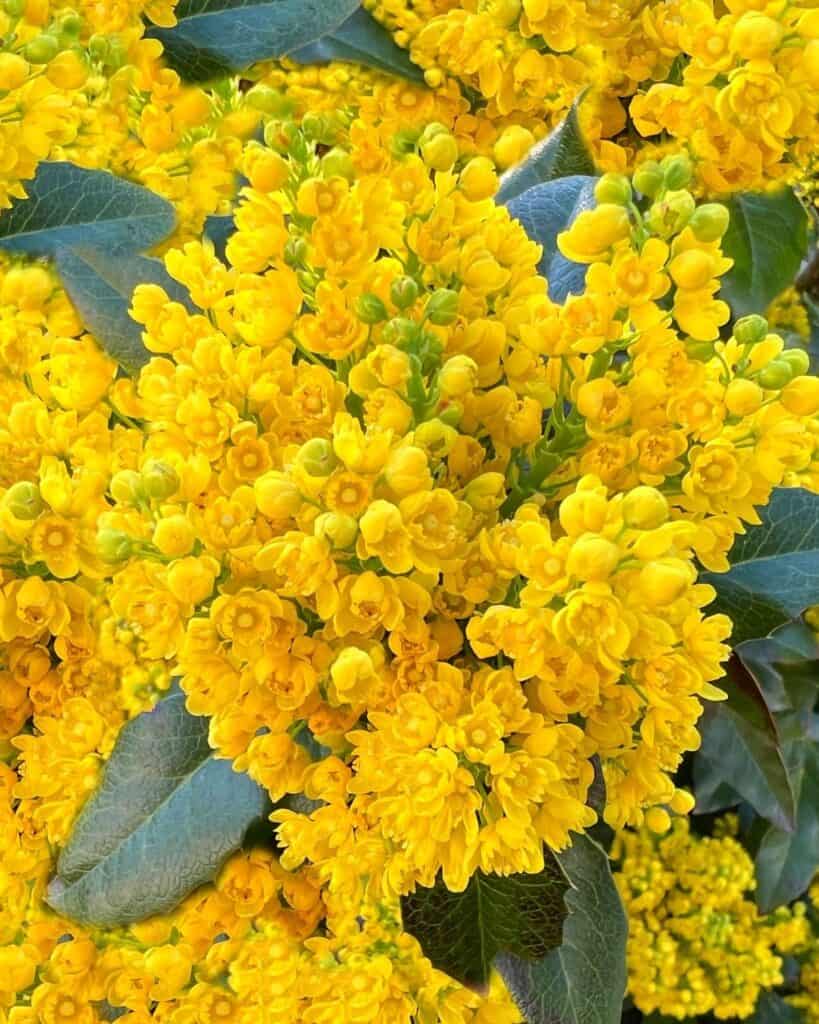 25 Companion Plants For Under Pine Trees (Backyard Landscaping Ideas)