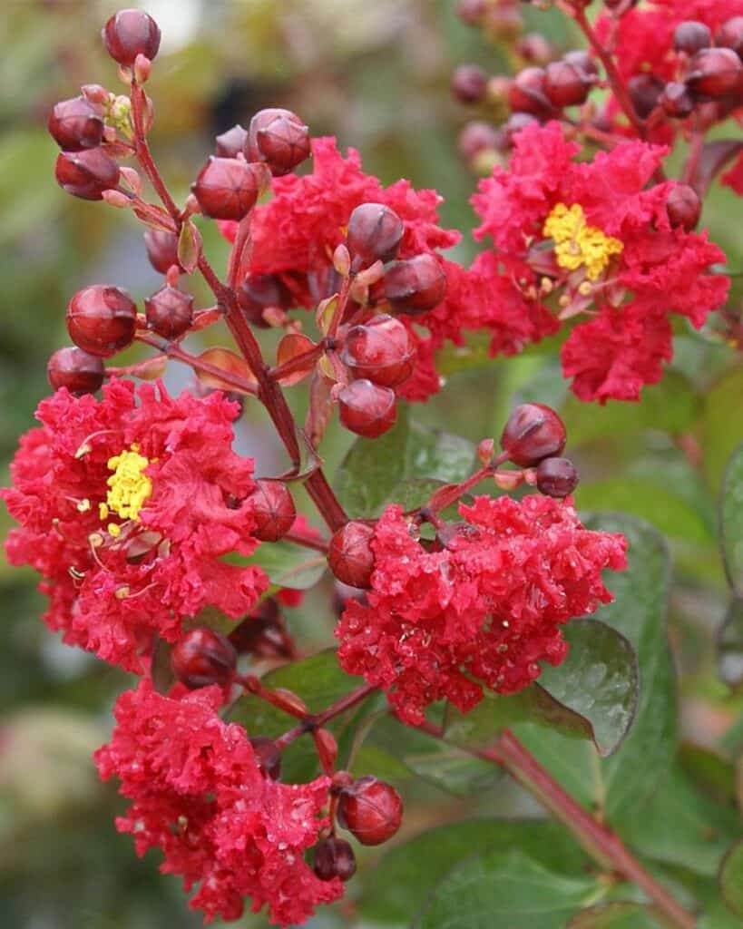 20 Small Fast Growing Trees That Make a Big Impact