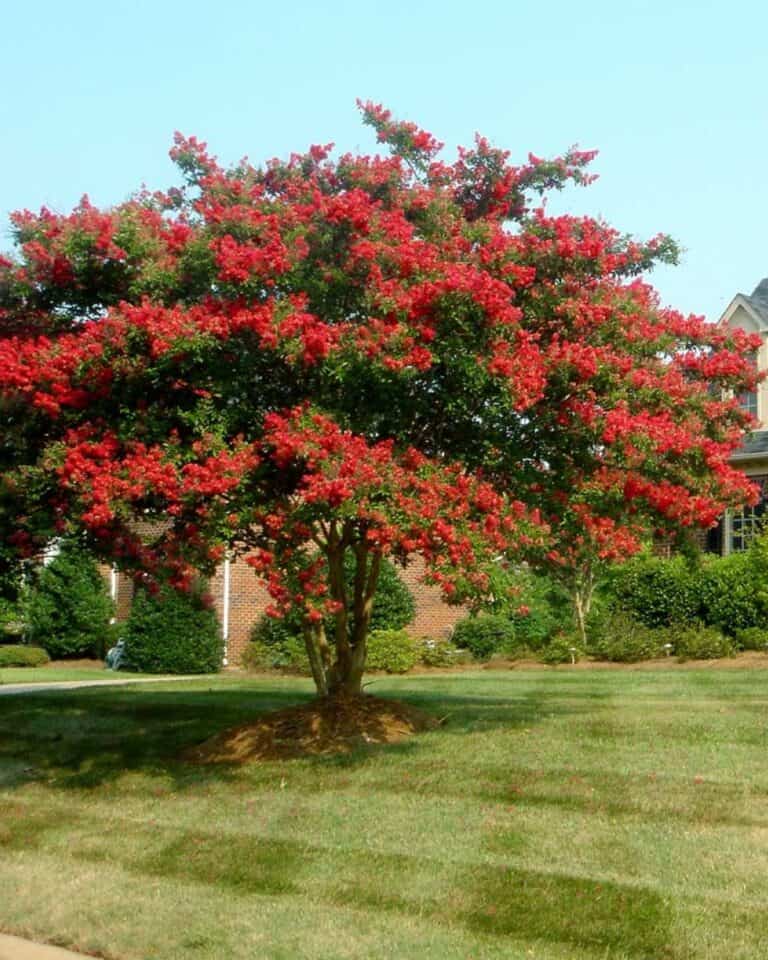 20 Small Fast Growing Trees That Make a Big Impact