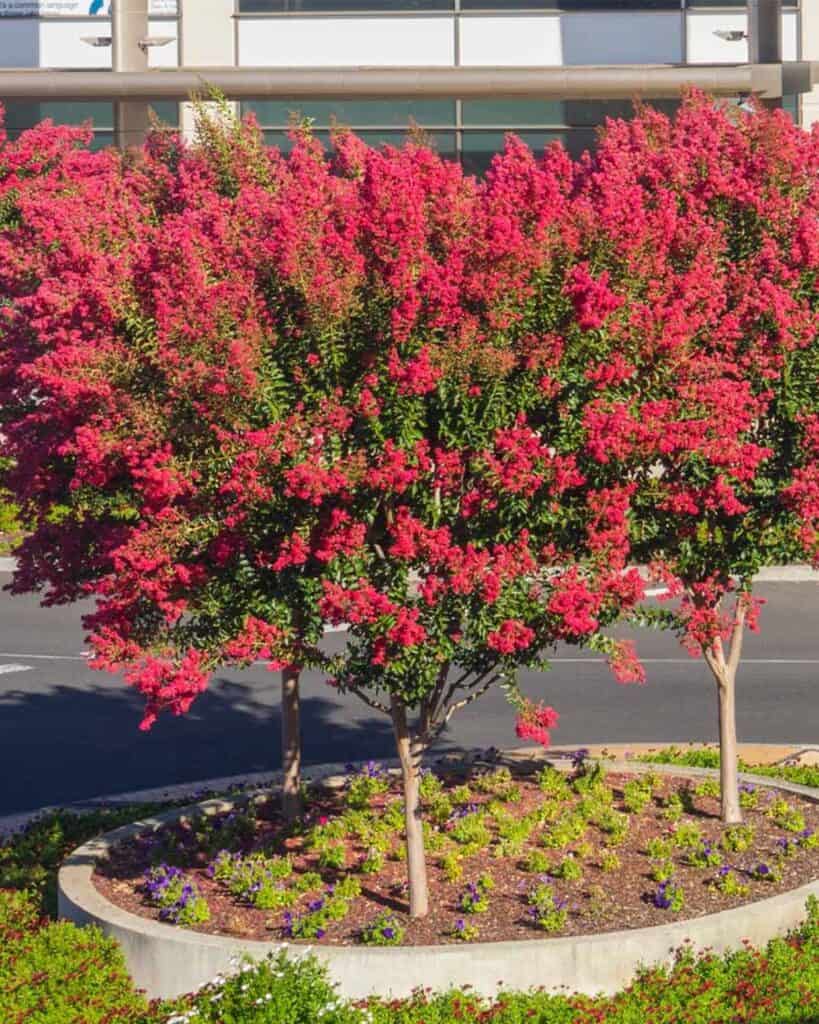 13 Small Trees With Non-Invasive Roots for Courtyards & Backyards