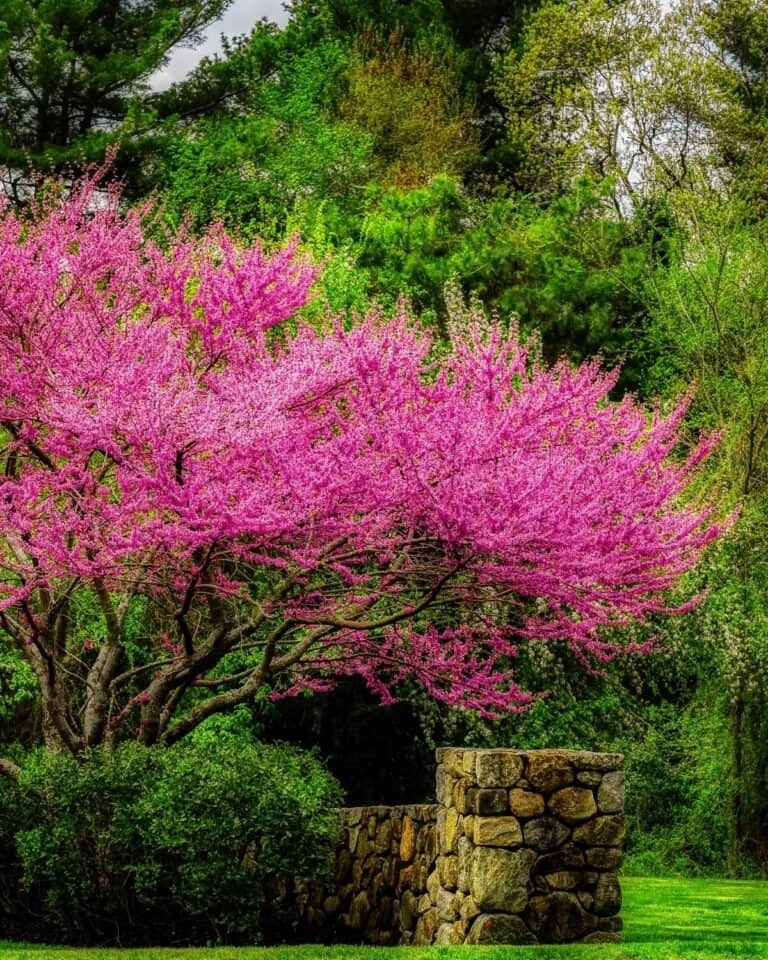 24 Stunning Ornamental Flowering Trees For Illinois