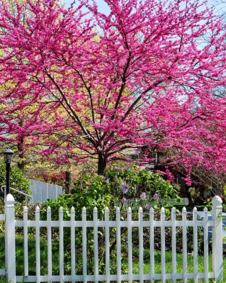 13 Small Trees With Non-Invasive Roots for Courtyards & Backyards