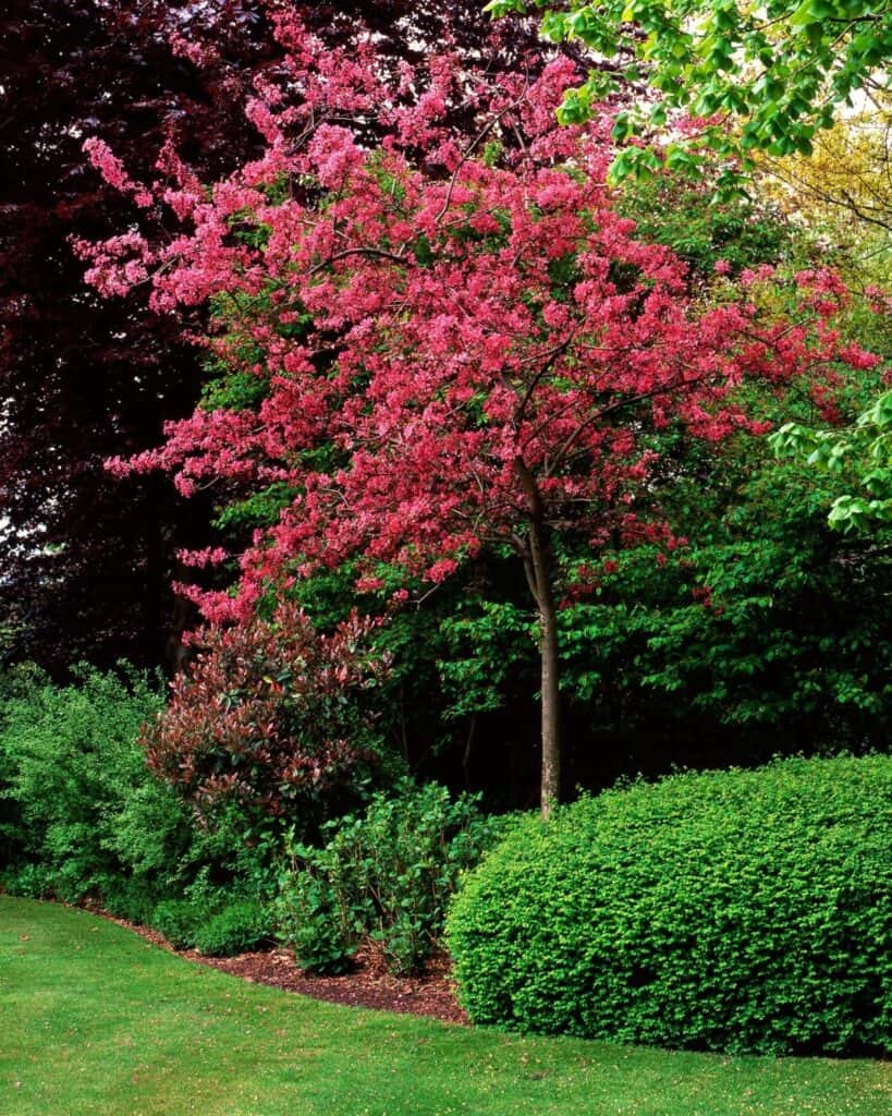 13 Small Trees With Non-Invasive Roots for Courtyards & Backyards