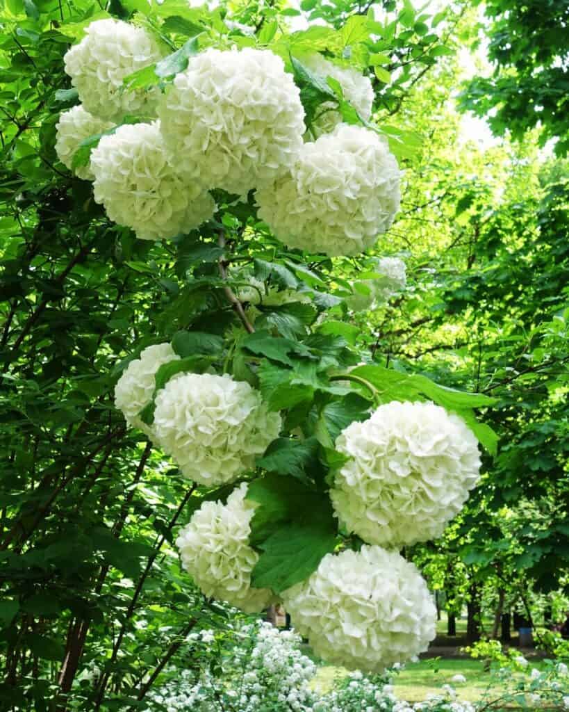 33 Small Trees & Shrubs For The Front Of Your House (Make A Lasting ...