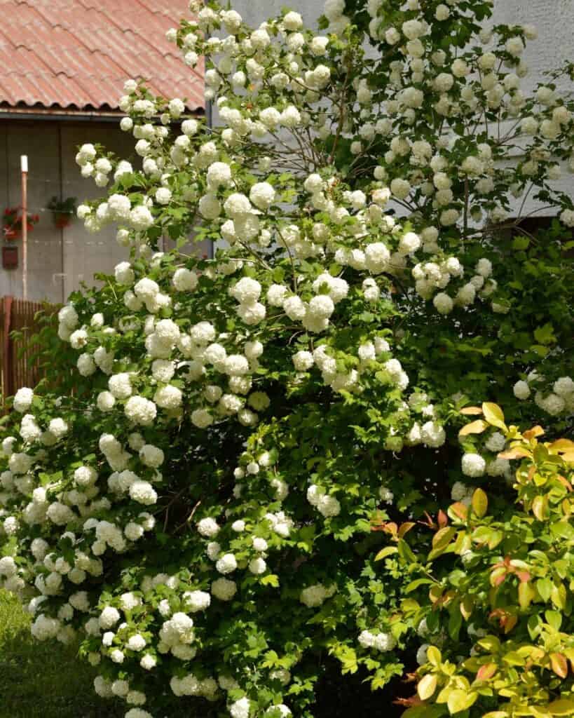 33 Small Trees & Shrubs For The Front Of Your House (Make A Lasting ...